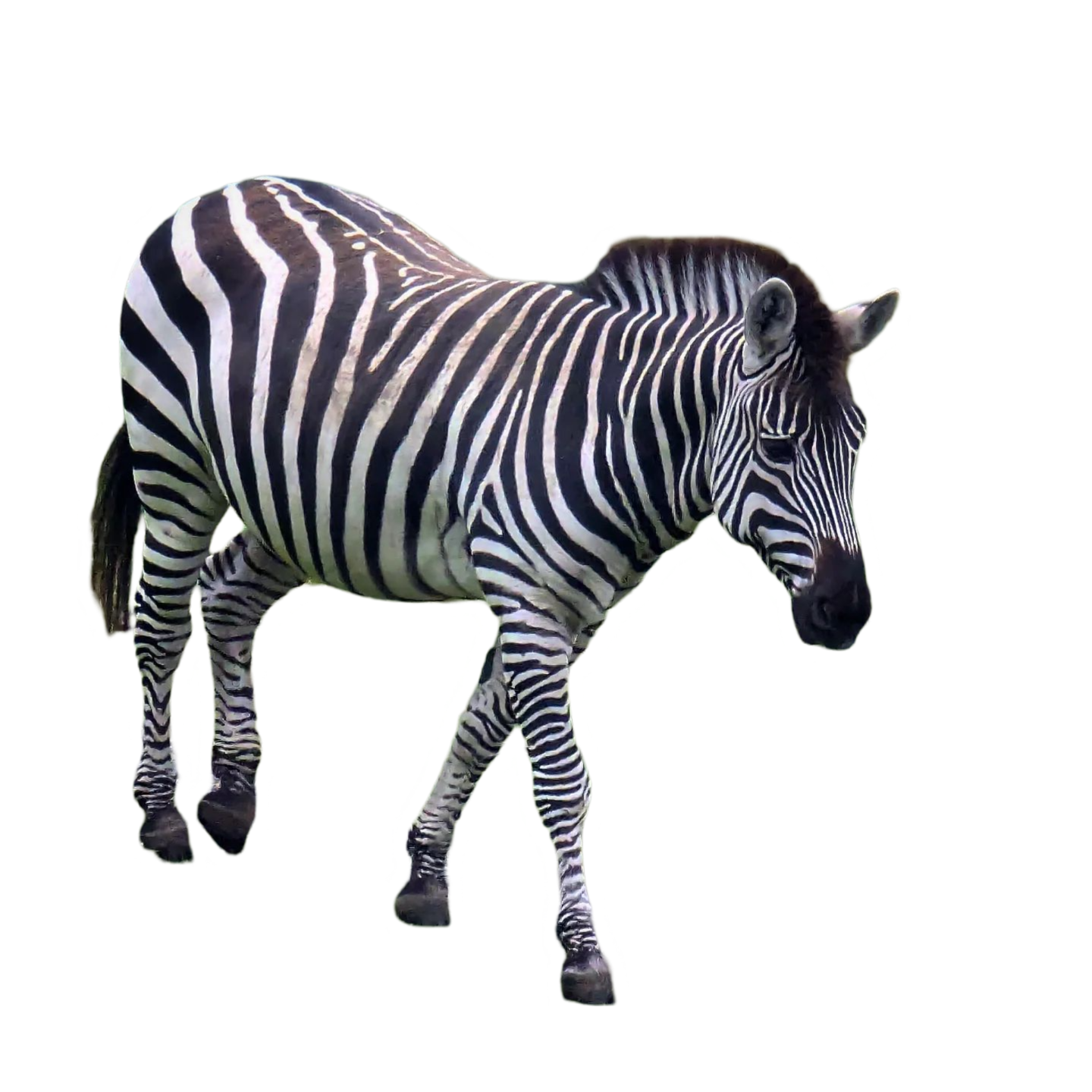 Zebra Png Photo