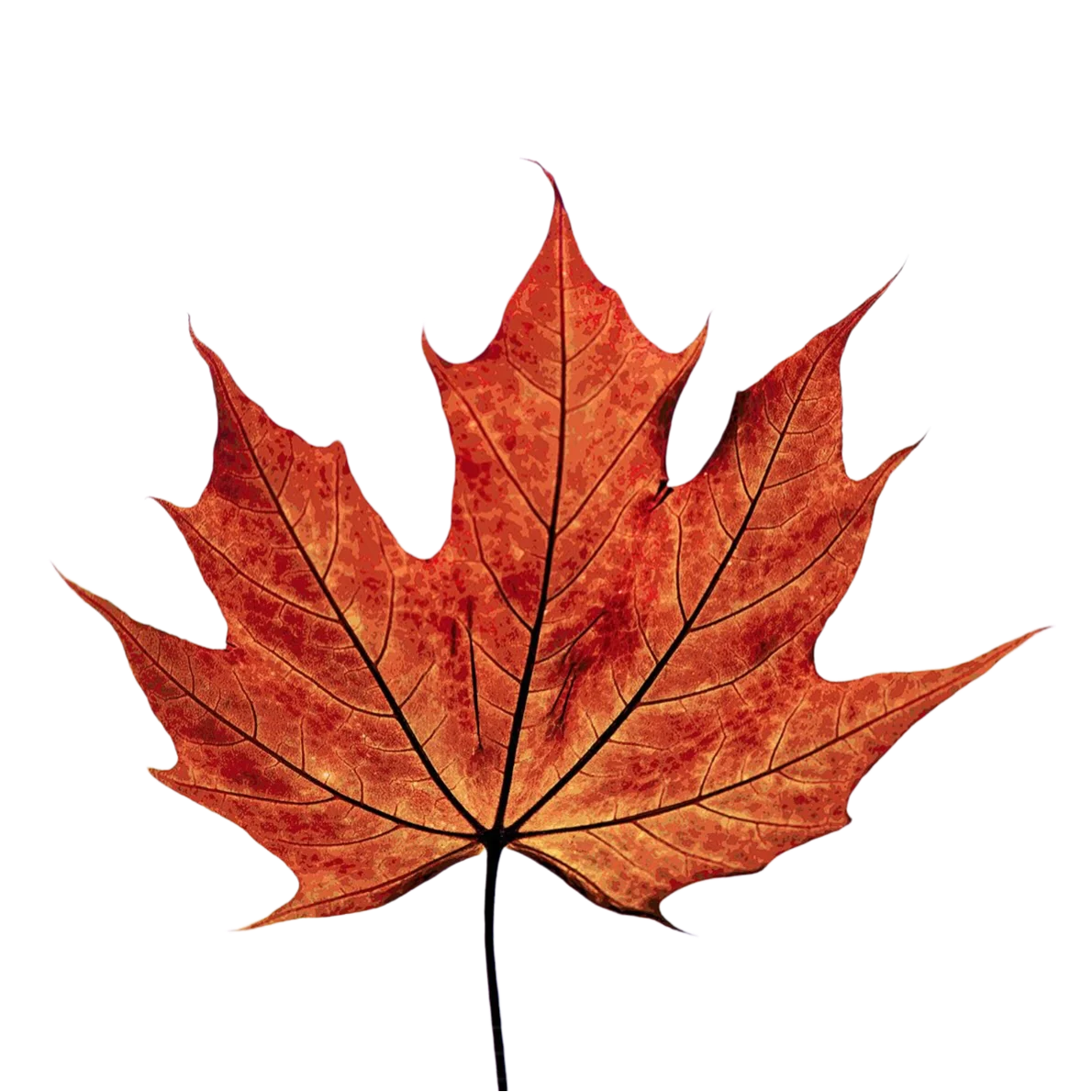 Maple Leaf Png Image